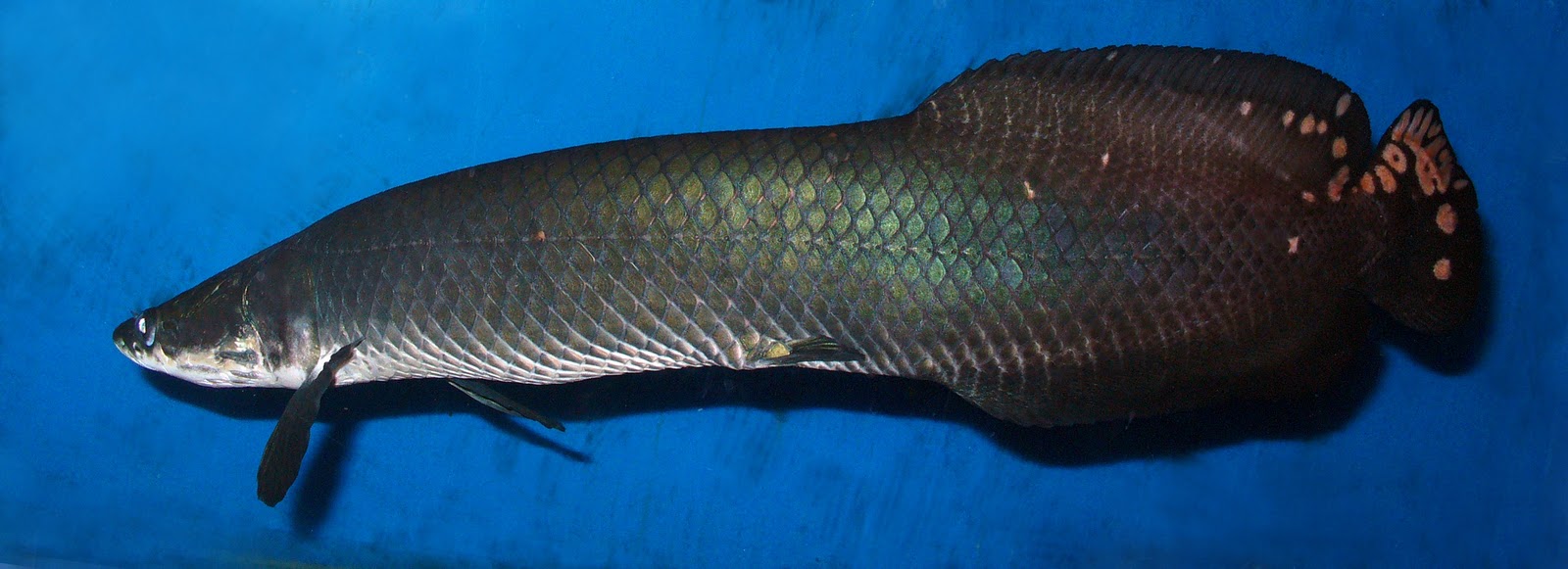 DRAGON FISH AROWANA: Several species of arowana
