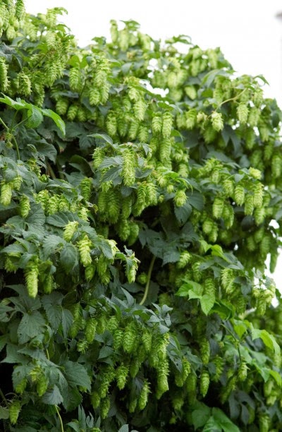 Seminte si plante de gradina hobby: Hamei -Humulus lupulus