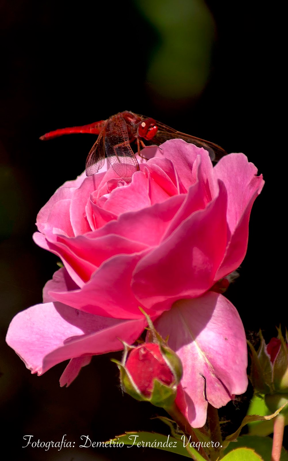 Libélula sobre rosa rosa - plácido descanso | Fotografía Demetrio Fernández