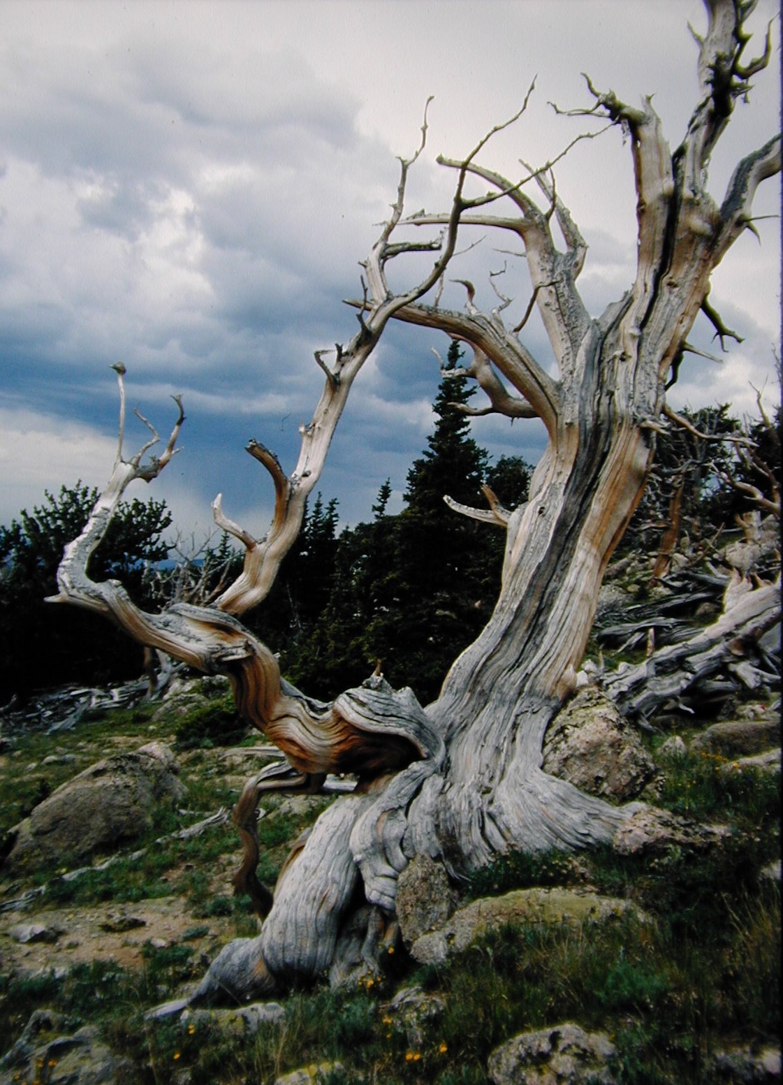 VENERABLES ÁRBOLES : Pinus longaeva