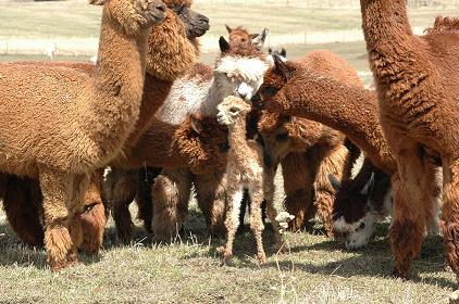 The Alpaca Birthing Process – Alpacas of Montana