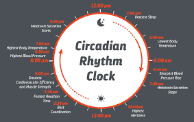Circadian Rhythm