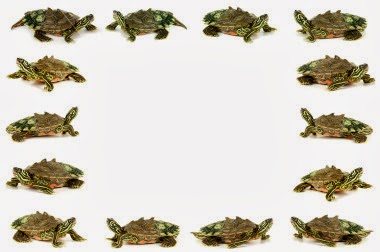 Rules of the Jungle: Turtle Picture Frame