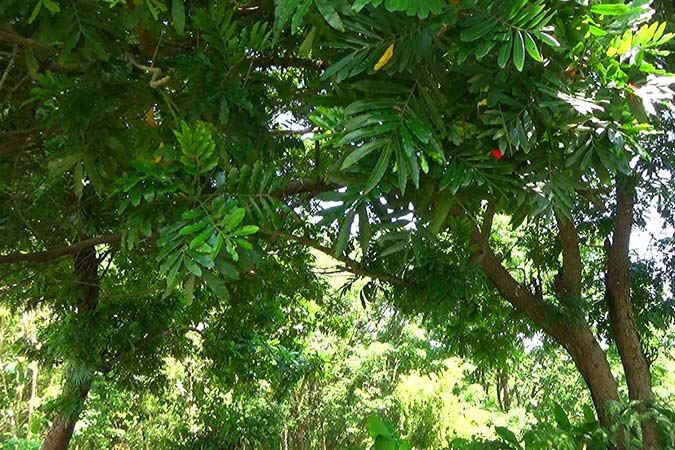 Fern tree (Filicium decipiens)