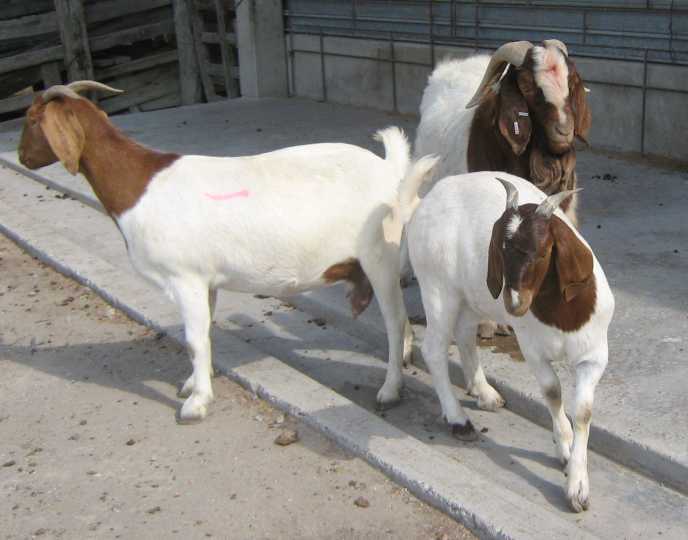 Cabras boer: Sementales y cabras Boer en Rancho Montero