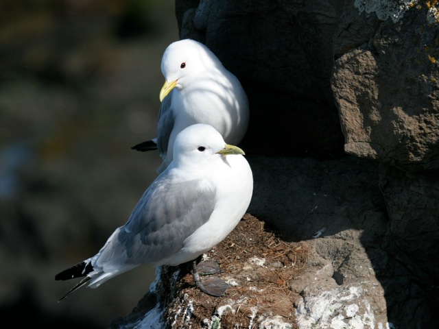 Debi Shearwater's Journeys: SVALBARD'S WILDLIFE: BIRDS