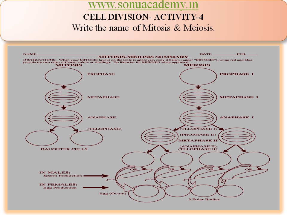 SONU ACADEMY: CELL DIVISION - ACTIVITY 4
