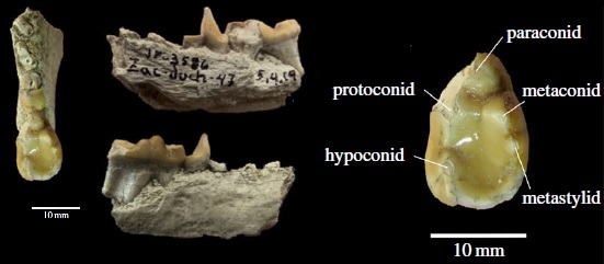 The Coastal Paleontologist: The terrible fossil record of sea otters ...