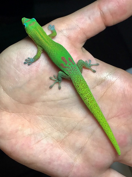 10 Most Colorful & Beautiful Lizards In The World – reptilenesia