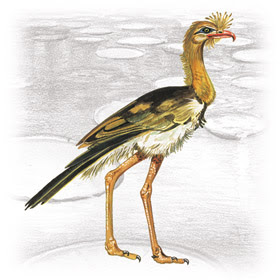 SERIEMA, AVE DA FAMÍLIA CARIAMIDAE
