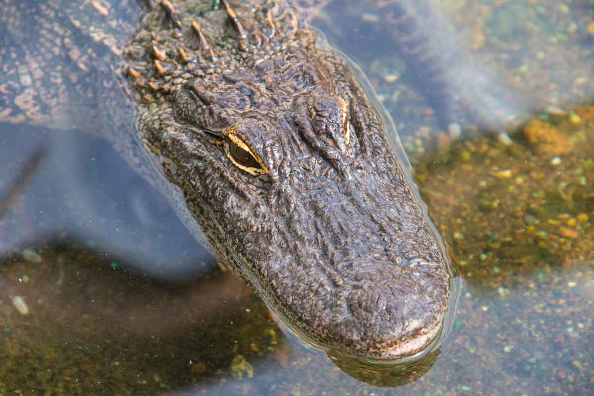 Kissack Adventures: Famous Alligators