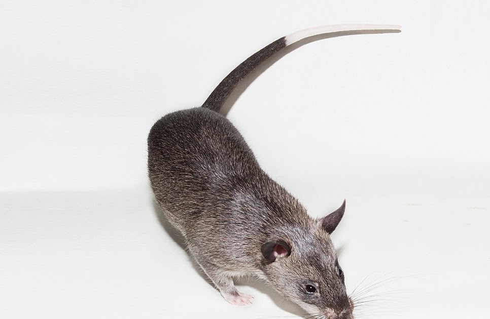 Super Amazing Animal Stories: Super Amazing Rat Wins Life Saving Award!