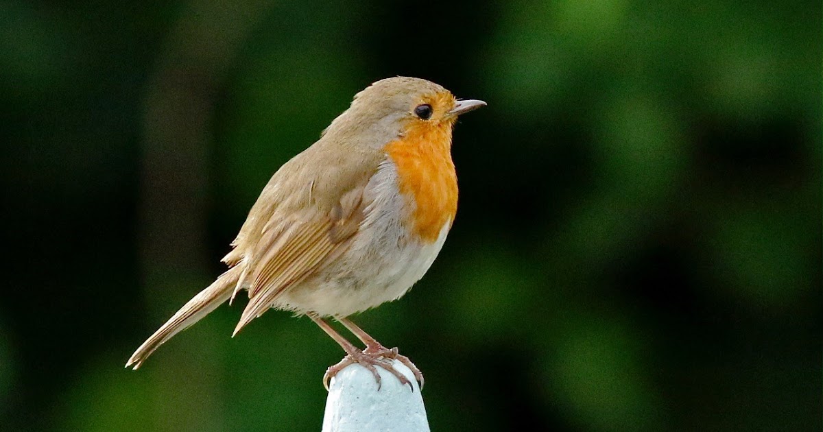 NI Bird Pics: Wilf Swain - Robin & Goldfinches