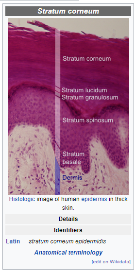 [ARTIKEL] Tentang Stratum Corneum - pyramid | limaszi