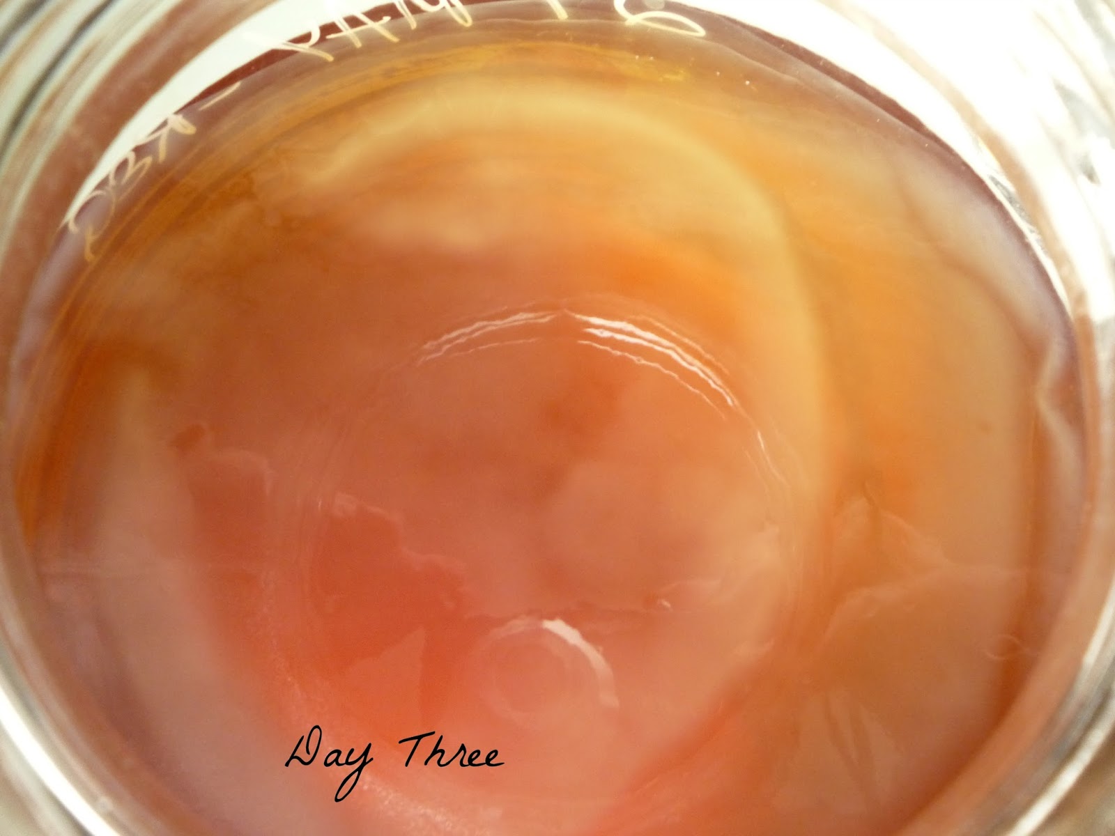 Winged Snail: Kombucha: SCOBY Formation