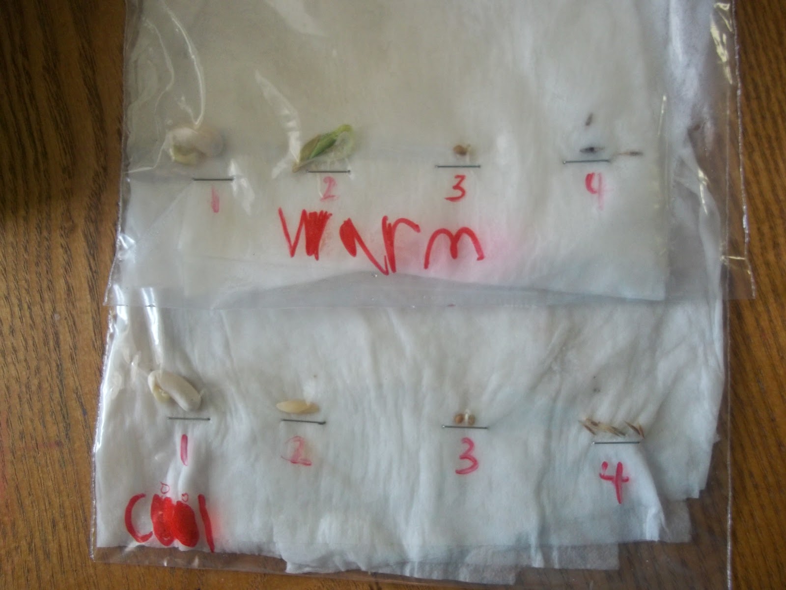 Seed germination experiment | Piwi Kids