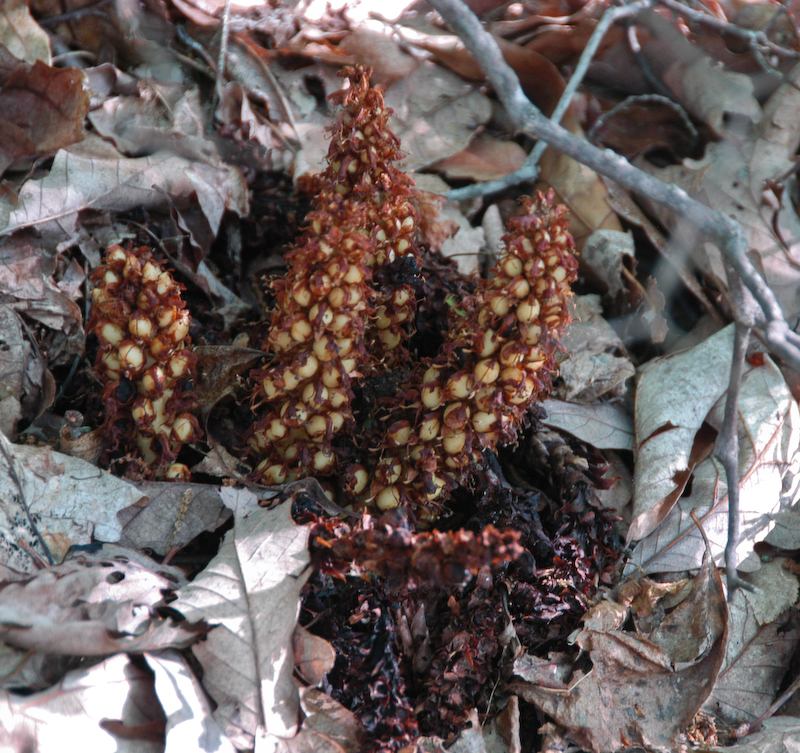 Wildflowers along the Blue Ridge Parkway