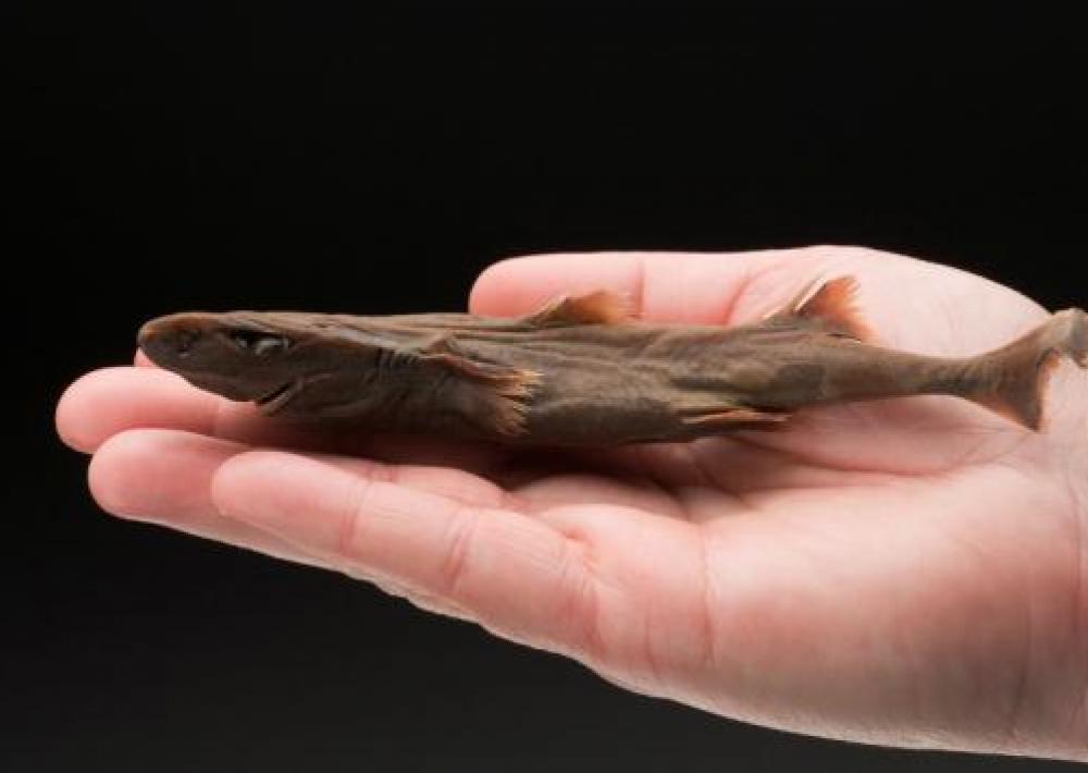 Tiburones: lo que los documentales no nos cuentan.