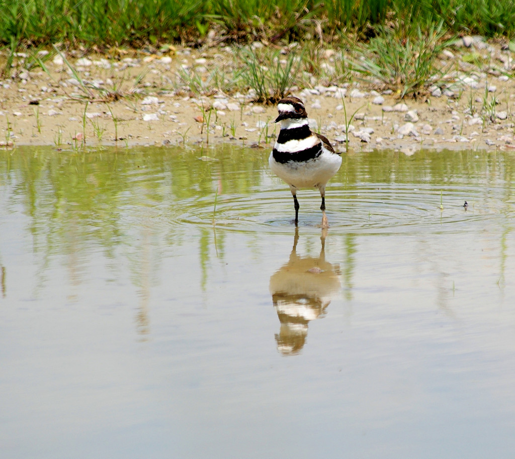 Rhapsodies of the Wise Old Bird: It's the legs, Dear