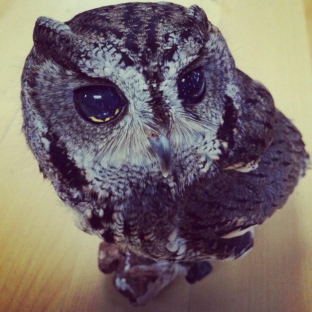 Blind owl and the starry universe in her eyes - My Interests