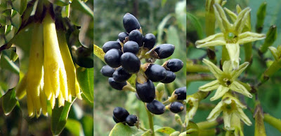 Hierbas y productos naturales Lawen Kiyen