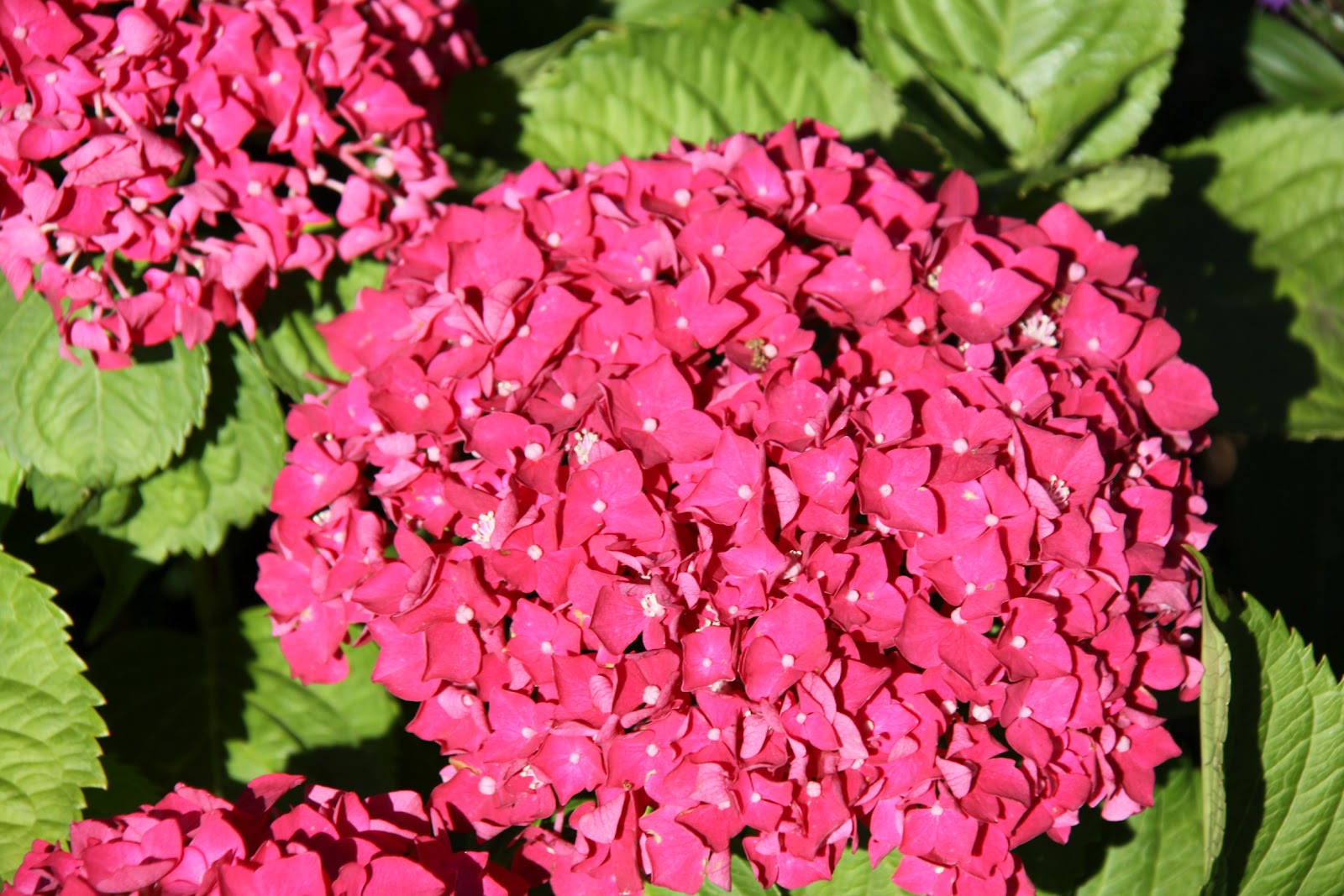 Um jardim para cuidar: A minha paixão pelas hortenses..