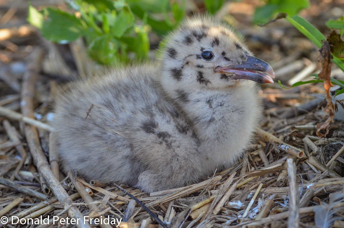 The Freiday Bird Blog: Fri-D: Of Gulls and Bird Age-speak