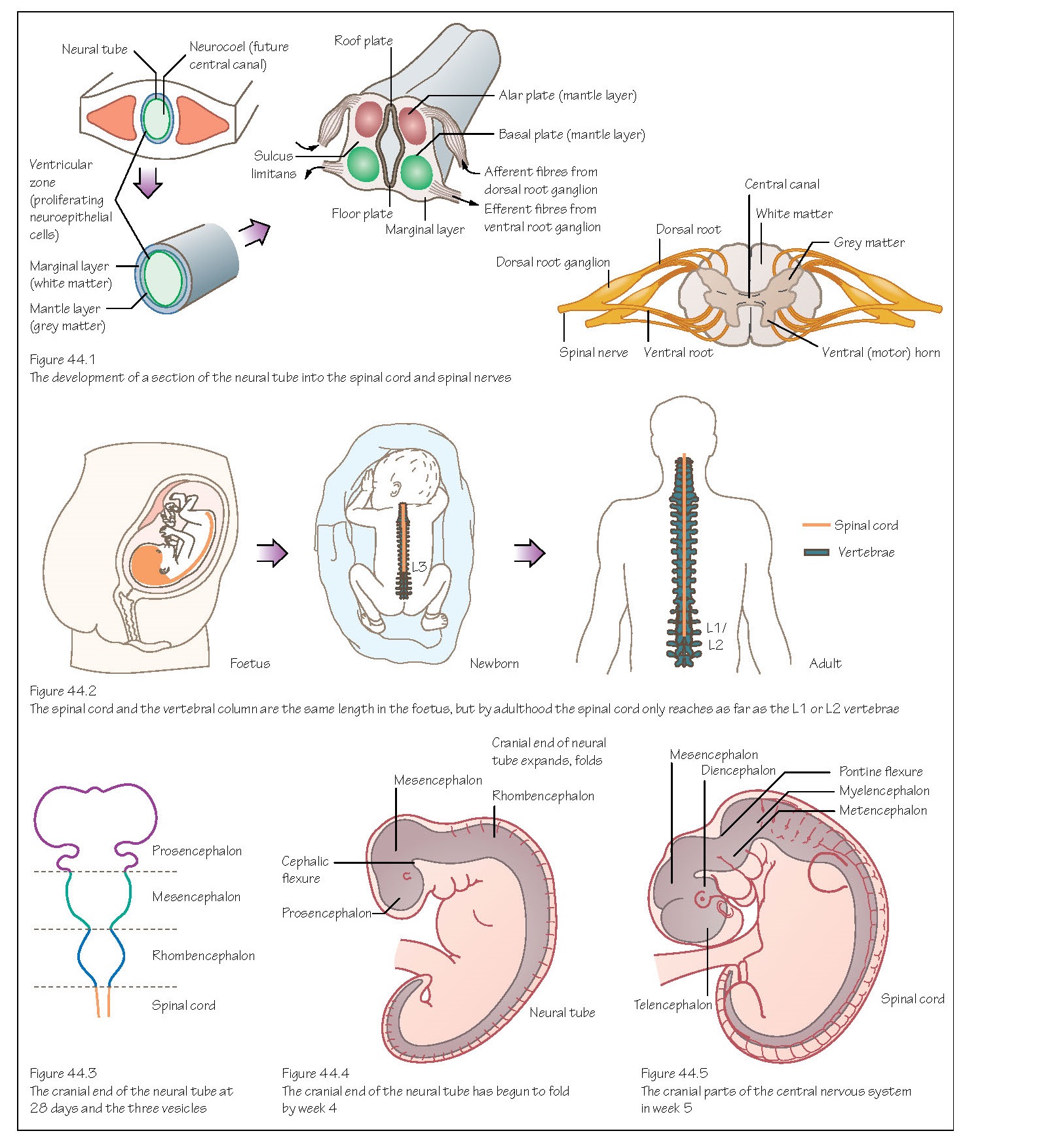Central Nervous System - pediagenosis