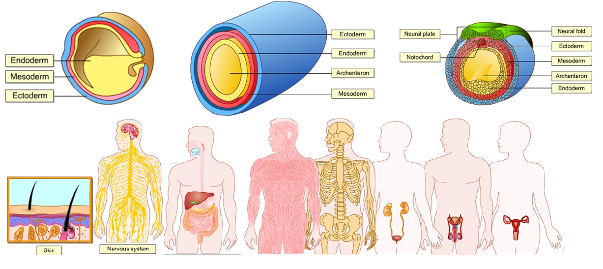 BIOLOGY FORM 6: EMBRYOLOGY
