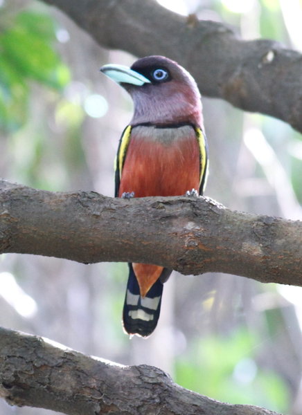 Mike is the name Birding is the game ( Birding in Malaysia - Malaysian ...