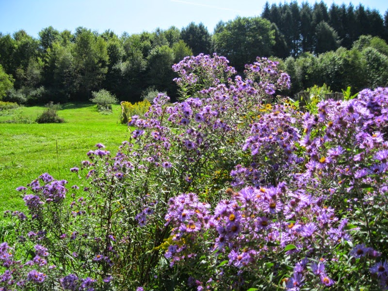 Plants and Stones: Roadside Asters