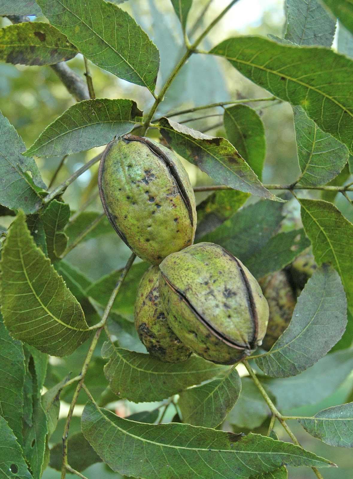 Northern Pecans: Early ripening pecan cultivars split shucks