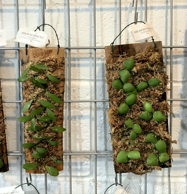 danger garden: Visiting Arium Botanicals, in Portland