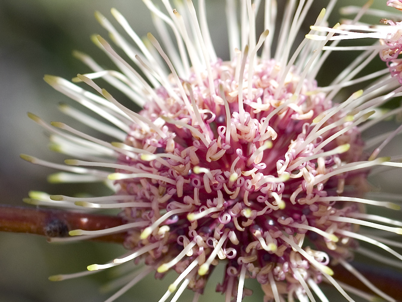 Real World Gardener: Pruning 101: Deciduous vs Evergreen and Sea Urchin ...