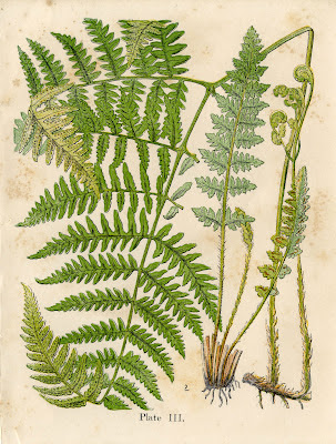 A Tiny Homestead: August 2012