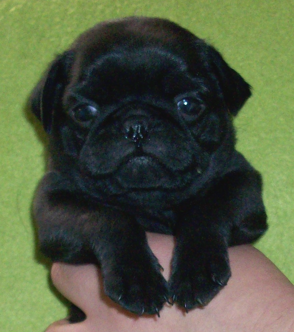 PUG LAGUNA TODO SOBRE LOS PUGS