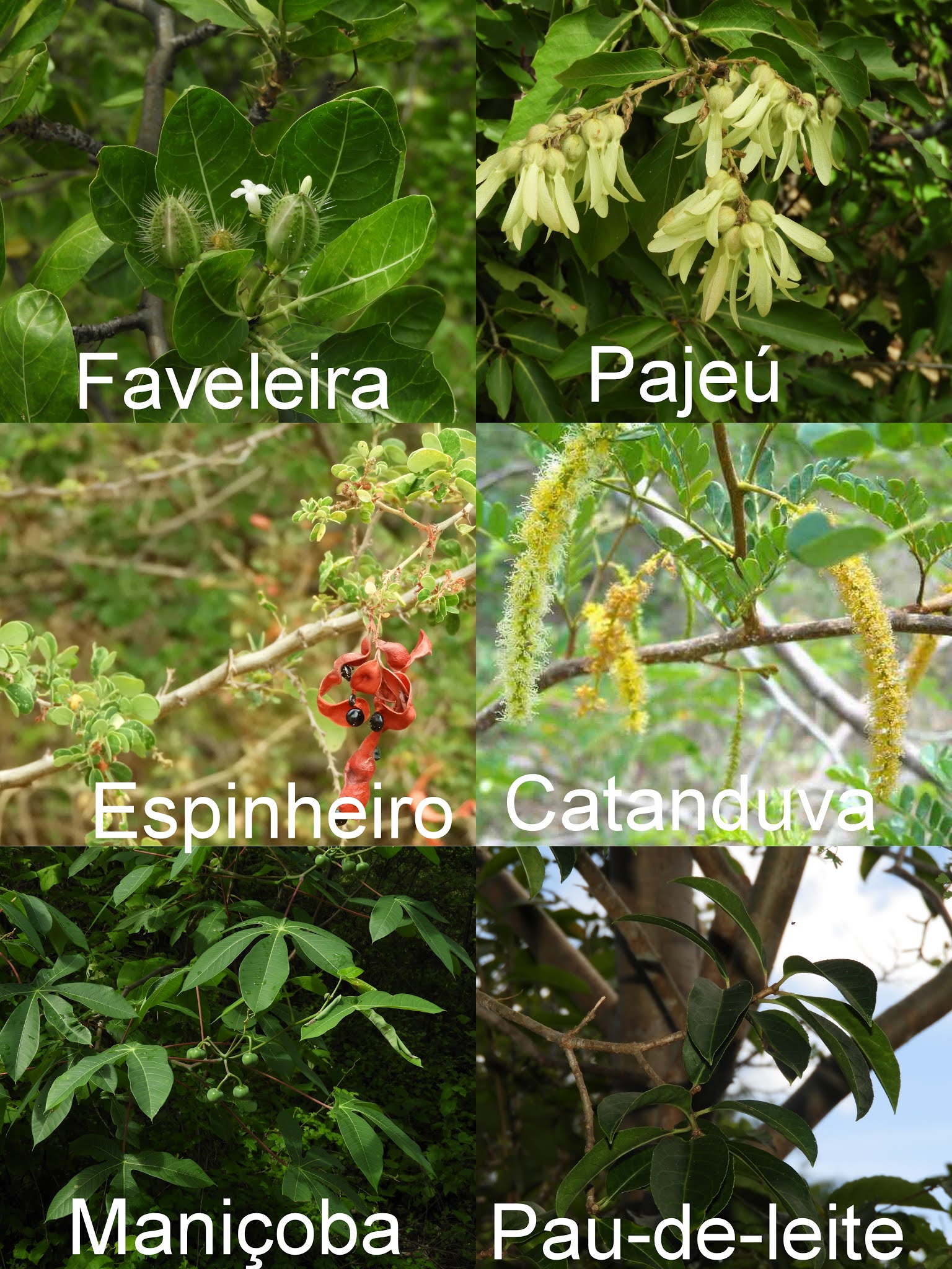 FAUNA E FLORA DO RN: Árvores da Caatinga: Lista das principais espécies ...