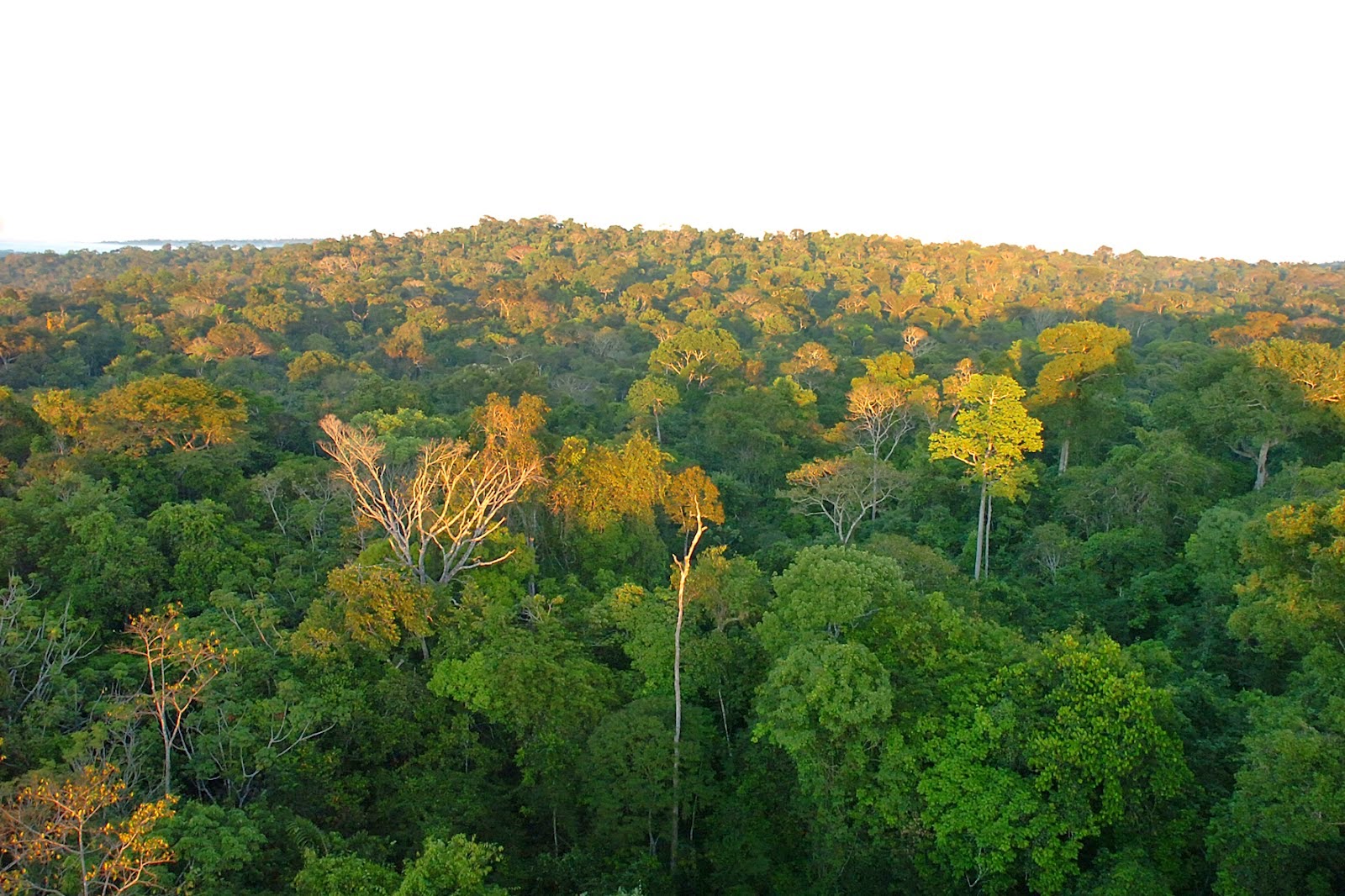 Amazonas Verde: 30 lindas fotos da Floresta Amazônica para você!