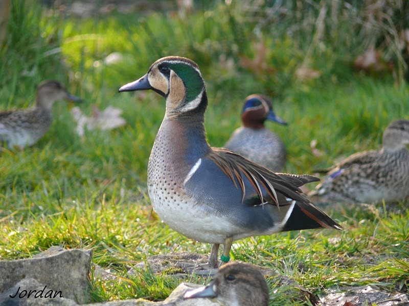 Elevage anatidés ornement