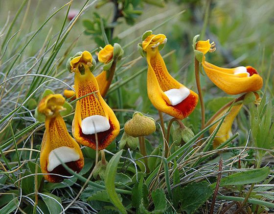 Funny Flowers That Make You Lol