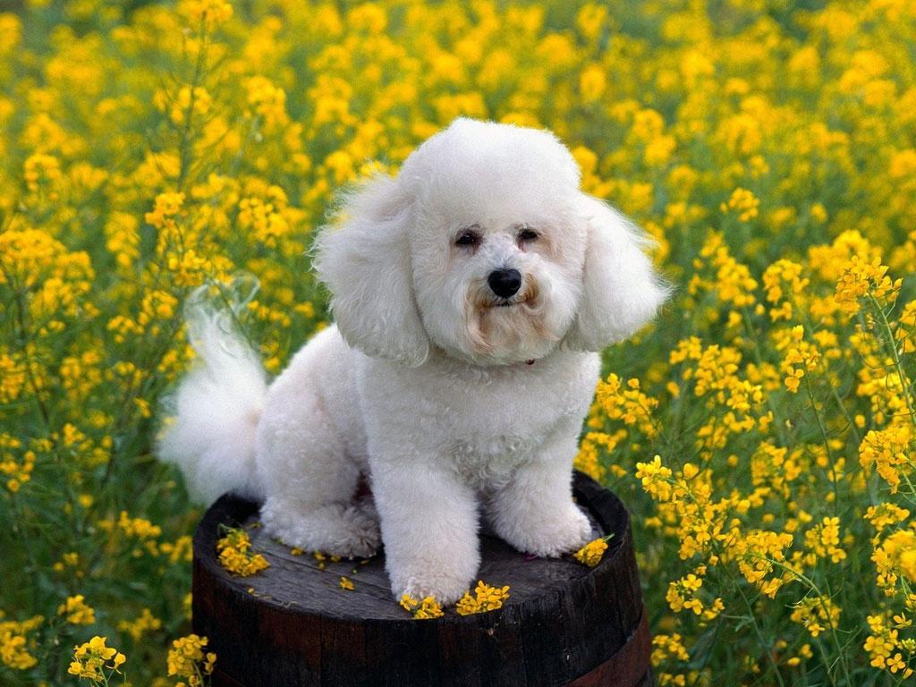 Perritos Poodle
