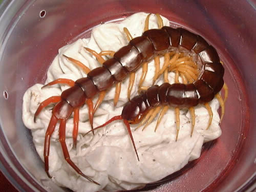 Info : 10 Jenis Lipan Terbesar Di Dunia !! | Kecoh Bebenor