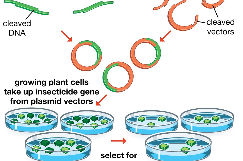 Genetic Modifications and Biotechnology Products - GeneralScience