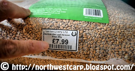 North West Carp: Preparing Wheat for Carp Fishing