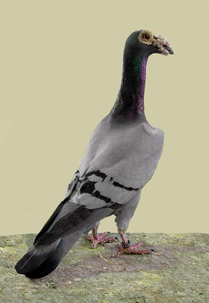 34 types of rarest and most beautiful pigeon species in the world at a ...