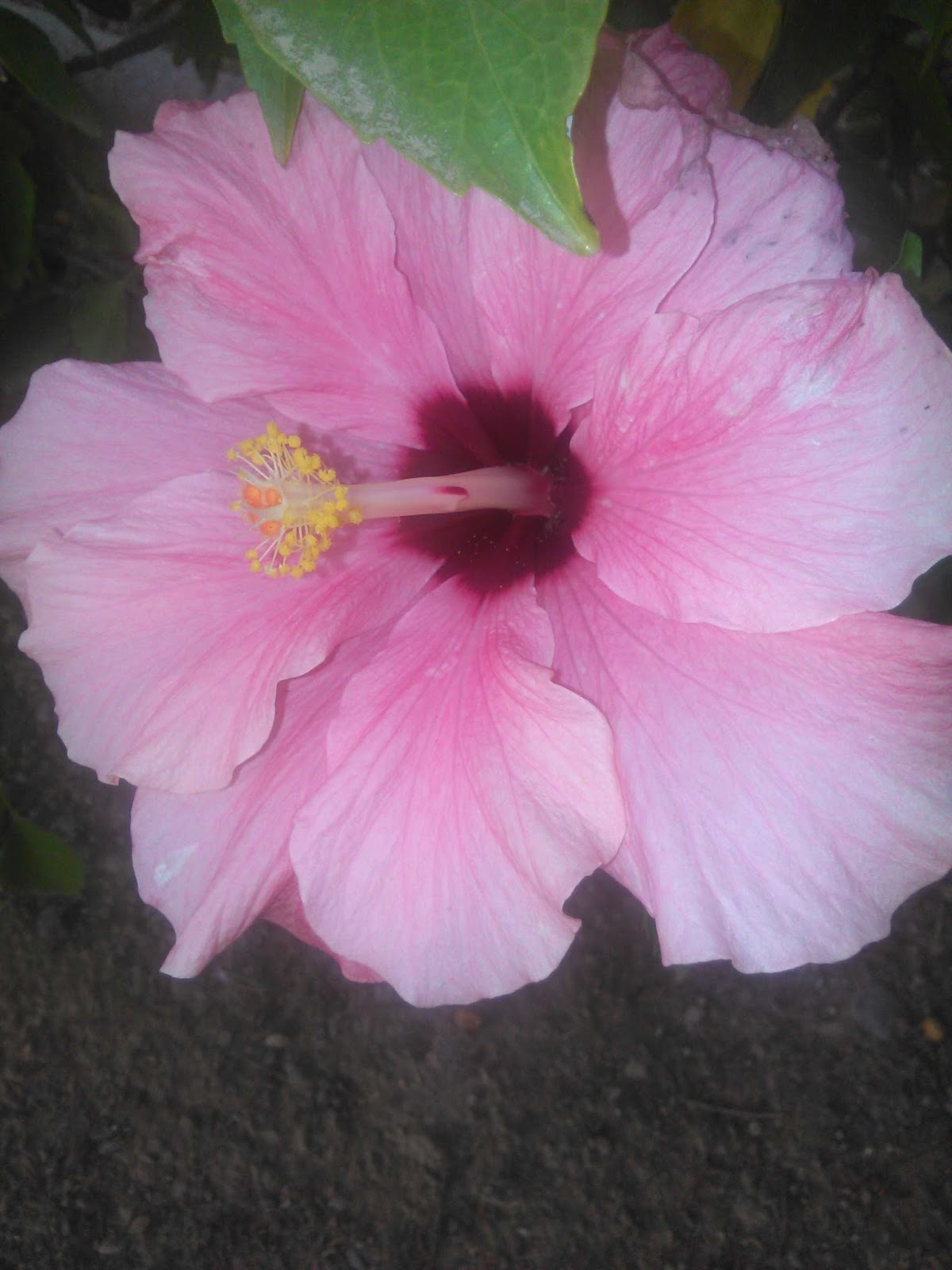 majaillaflor: cucarda rosa