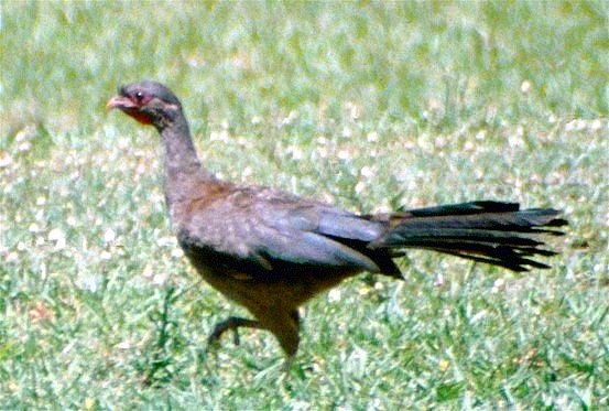 - PUERTA DE EMERGENCIA: Chaco paraguayo