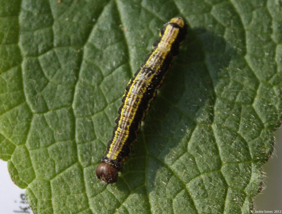 The Natural History of Bodega Head: Arthropods around the yard