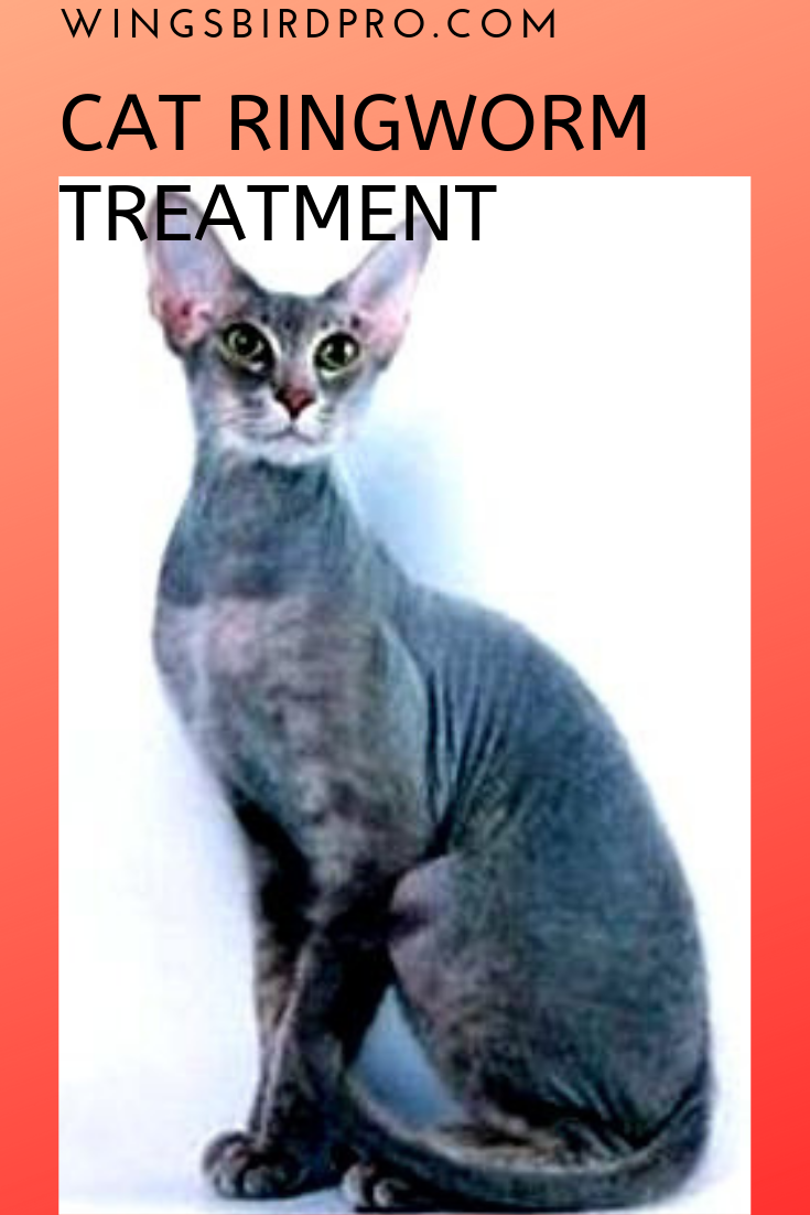 Cat Ringworm Treatment To Get Rid Ringworm Fast - wingsbirdpro.blogspot Cat Ringworm Treatment To Get Rid Ringworm Fast - wingsbirdpro.blogspot