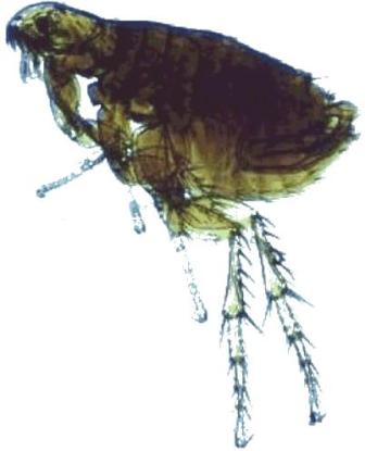 Descrizione: Pulce • Scuolissima.com